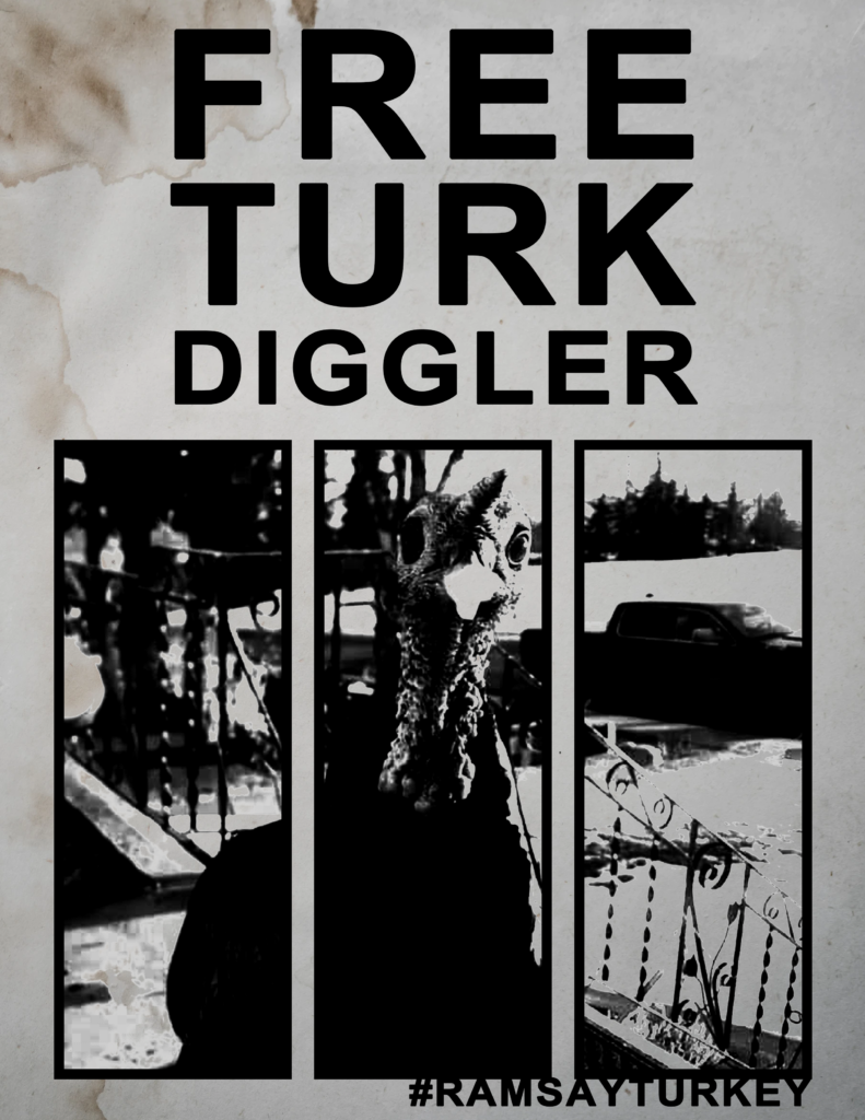 The riveting tale of Turk, the turkey. – Vincent St. Pierre